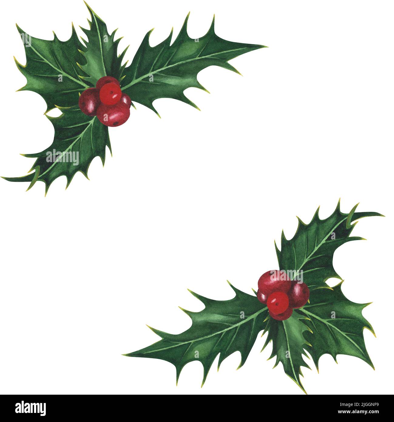 Frame with Christmas plant holly berry with leaves isolated on white ...