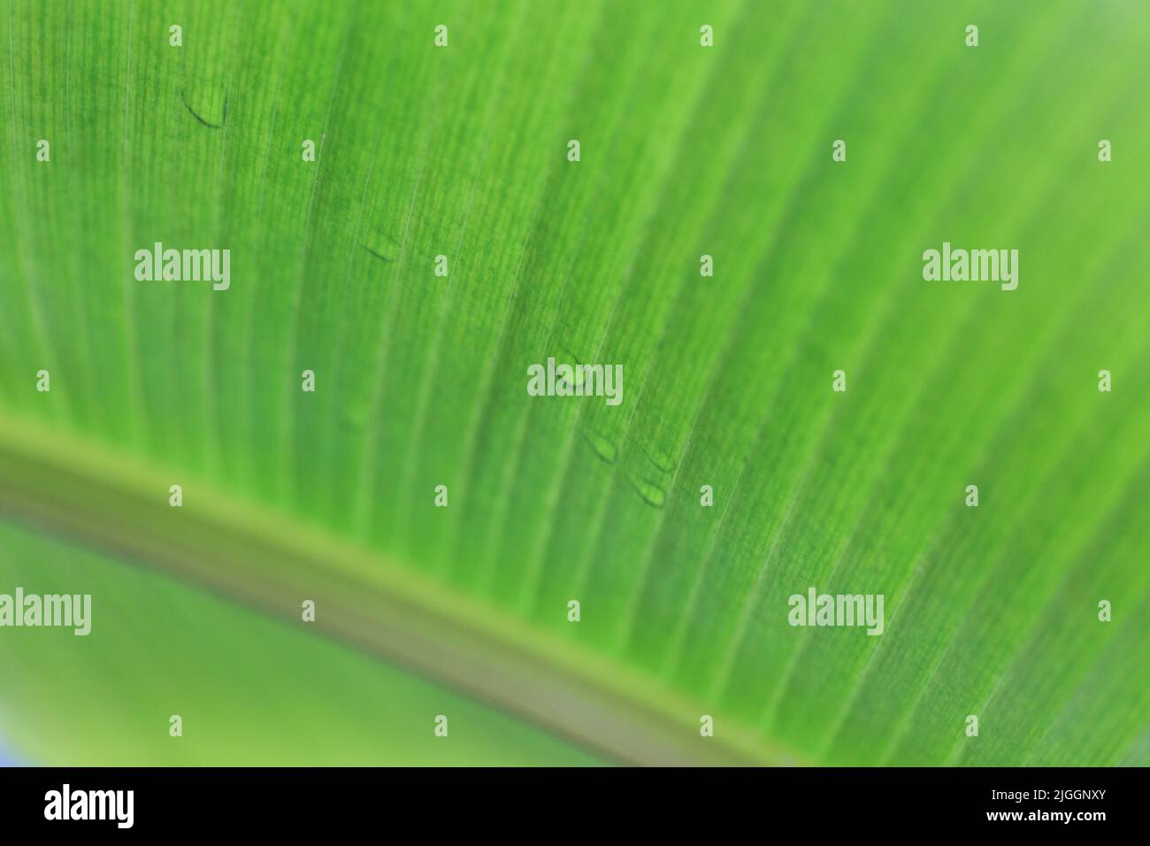 Banana green leaf closeup background use us space for text or image ...