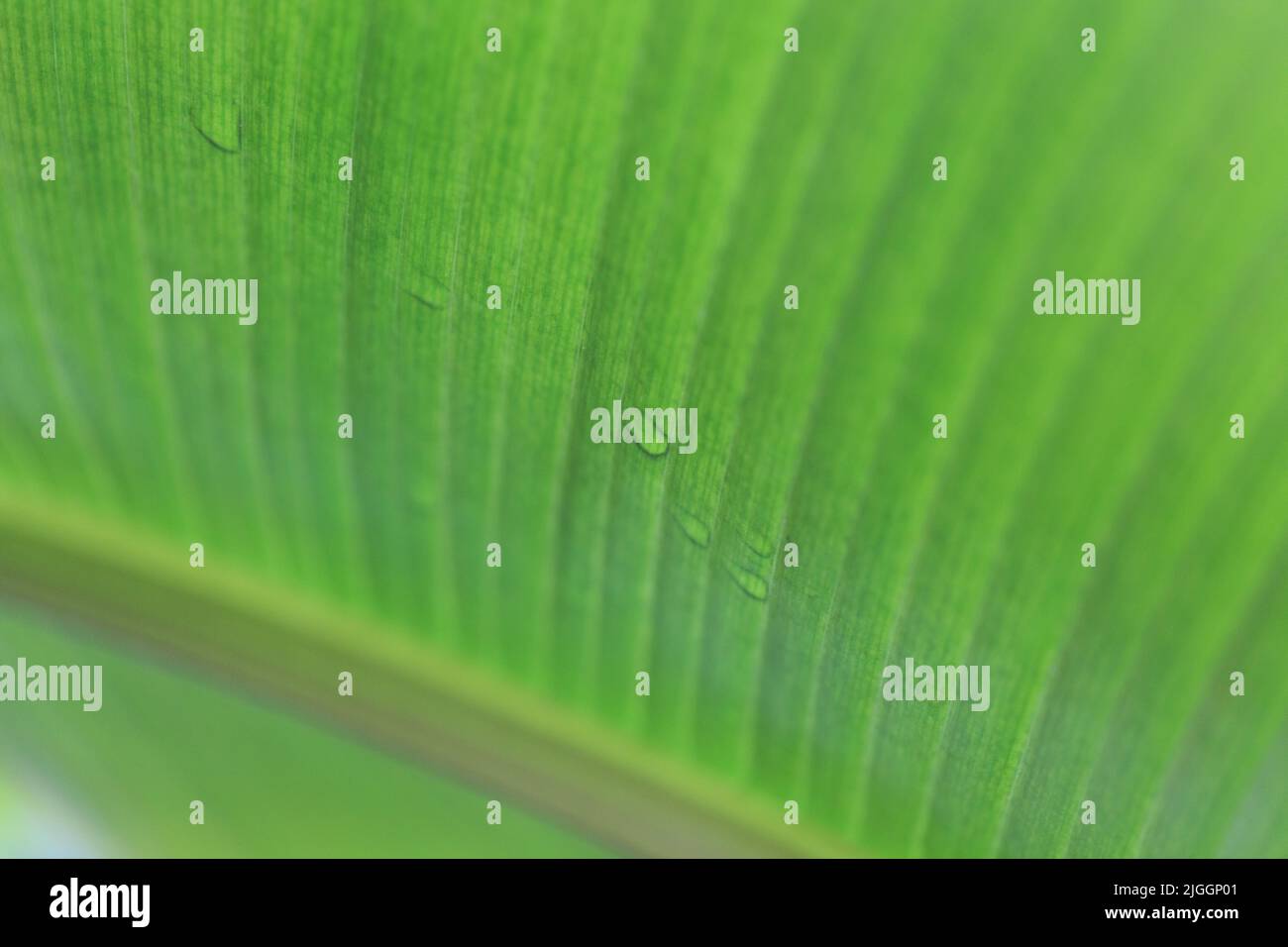 Banana green leaf closeup background use us space for text or image ...