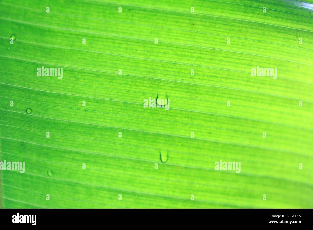 Banana green leaf closeup background use us space for text or image ...