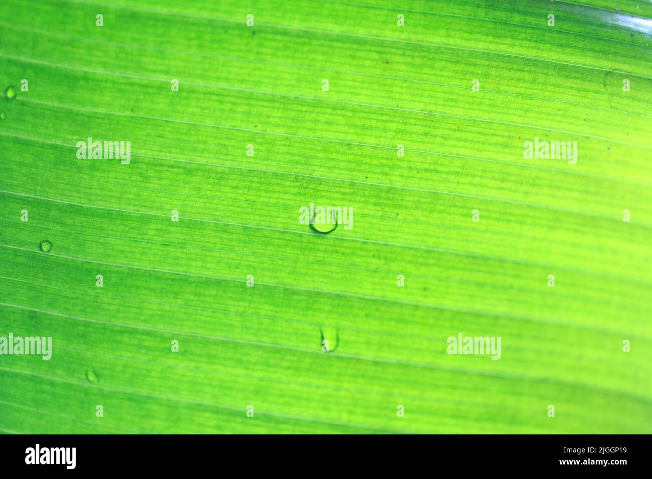 Banana green leaf closeup background use us space for text or image ...