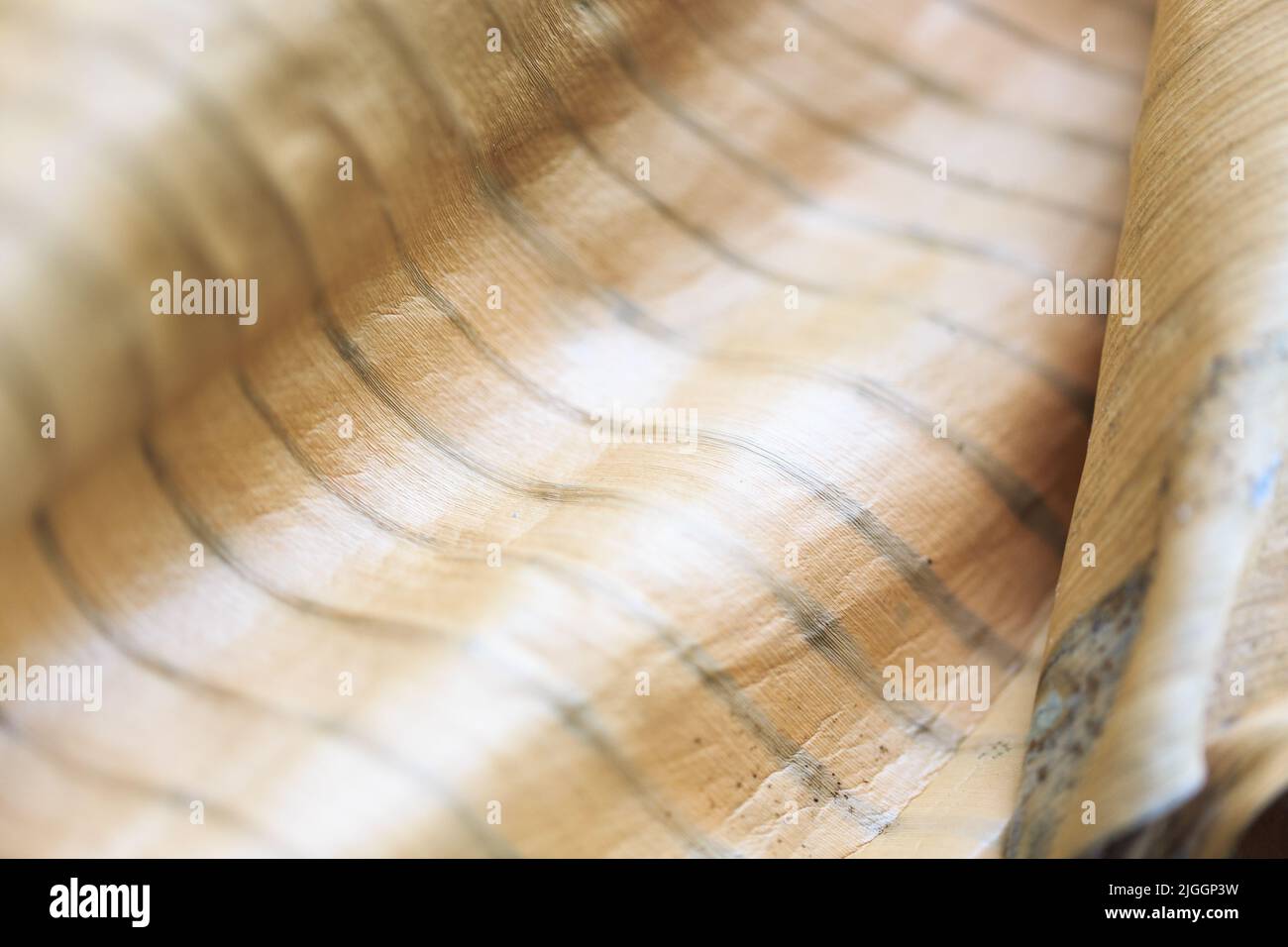 Texture background backlight cinnamon dry leaf. Closeup background of ...