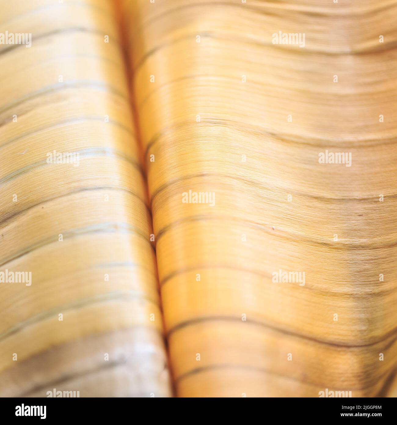 Texture background backlight cinnamon dry leaf. Closeup background of ...