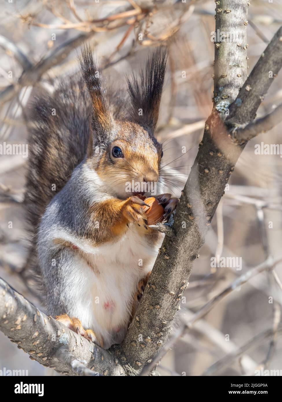 The squirrel with nut sits on tree in the winter or late autumn ...
