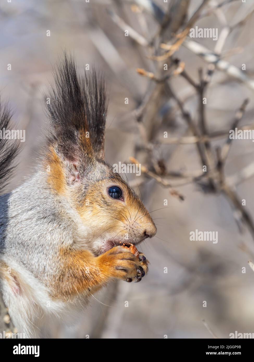 The squirrel with nut sits on tree in the winter or late autumn ...