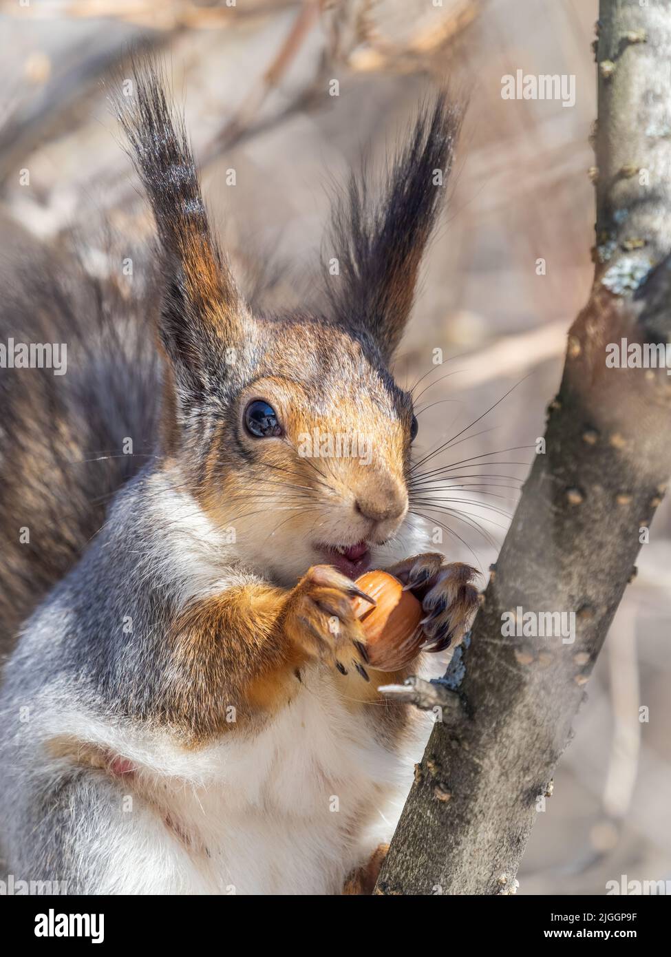 The squirrel with nut sits on tree in the winter or late autumn ...