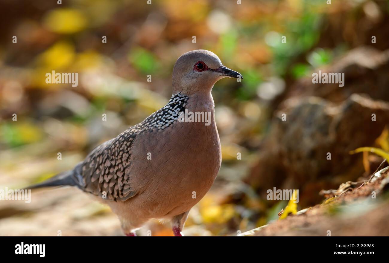 Black feather with white dots hi-res stock photography and images - Alamy