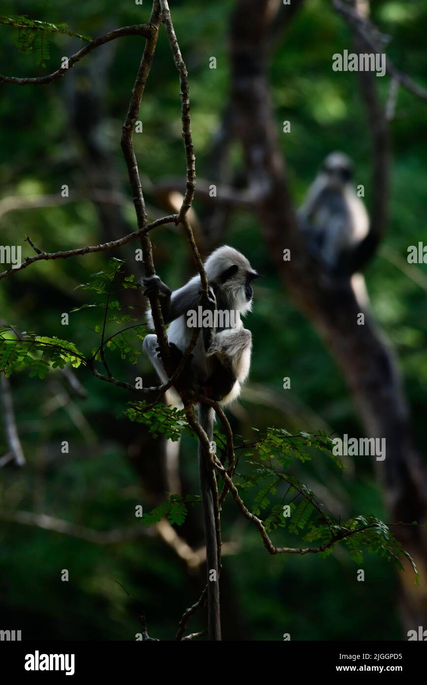 Young tufted gray langur monkey holding onto a branch, backlit ...
