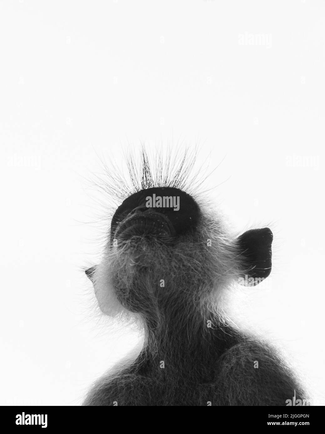 Tufted gray langur monkey looking up, backlit portrait photograph ...