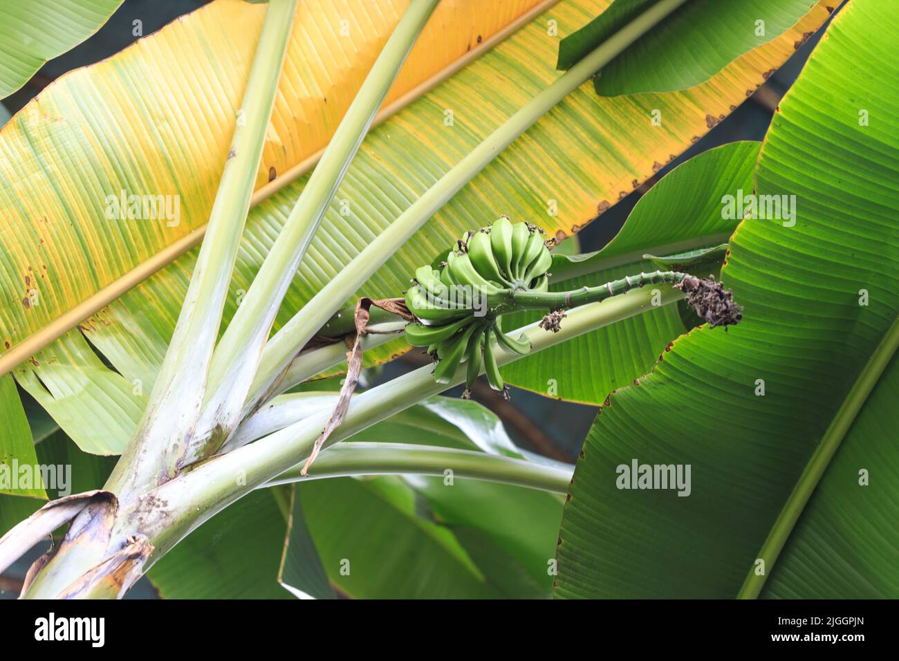 Banana green leaf closeup background use us space for text or image ...