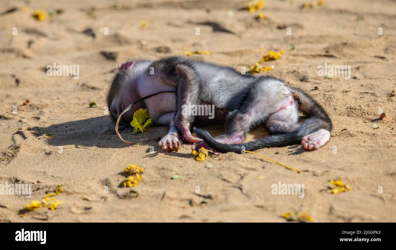 Monkey dead baby hi-res stock photography and images - Alamy
