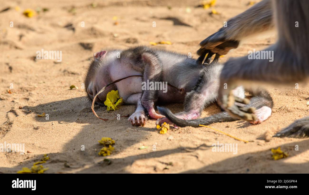 Sad baby monkey hi-res stock photography and images - Alamy