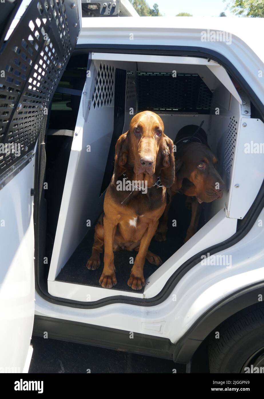 Los Angeles, California, USA 9th July 2022 K9 Bloodhounds Piper and ...