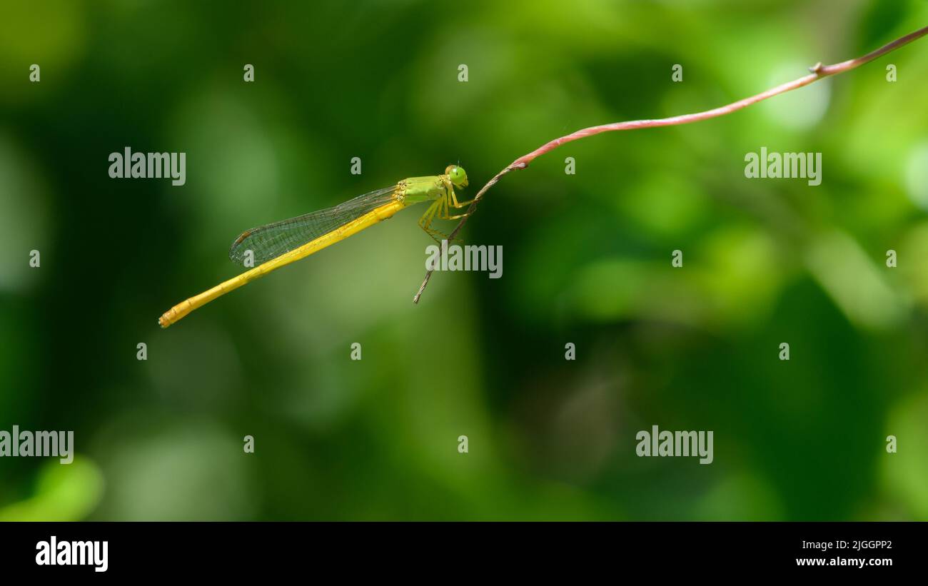 Green and yellow damselfly sitting on a stalk Stock Photo - Alamy
