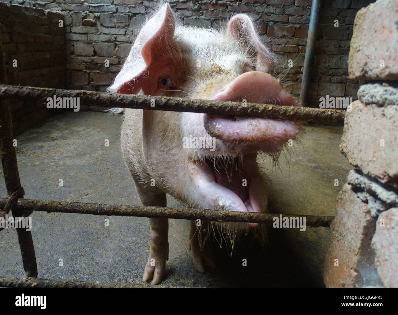 China pigs rural hi-res stock photography and images - Alamy