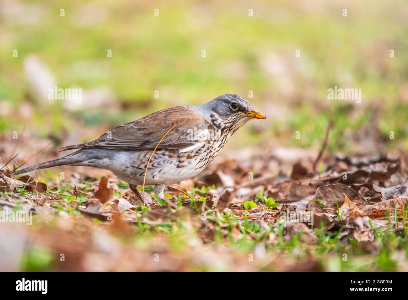 Collecting worms food lawn hi-res stock photography and images - Alamy