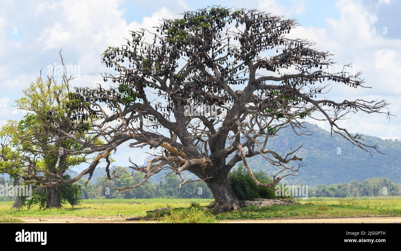 Colony of giant fruit bats roosting on a large tree landscape view ...