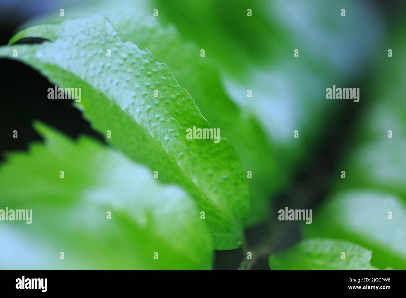 Green tropical leaf. Background texture close up of green leaf use ...
