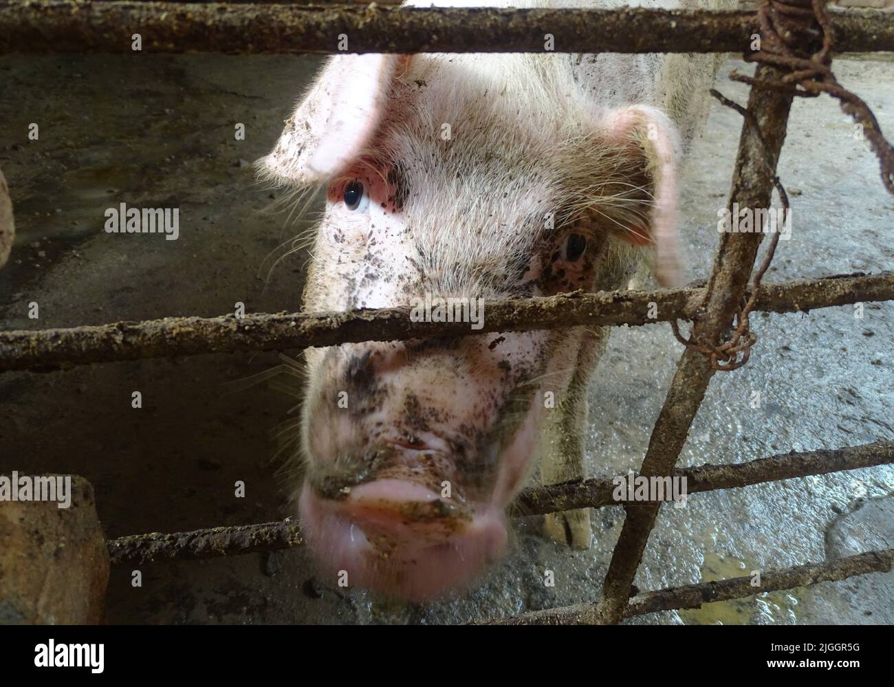 FUYANG, CHINA - JULY 11, 2022 - Pigs are raised by farmers in a rural ...