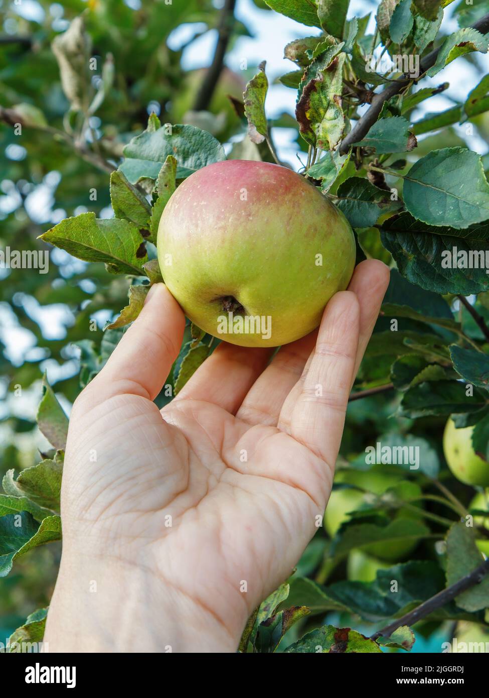 Woman's hand picking an apple. Female hand reaches for an apple in the ...
