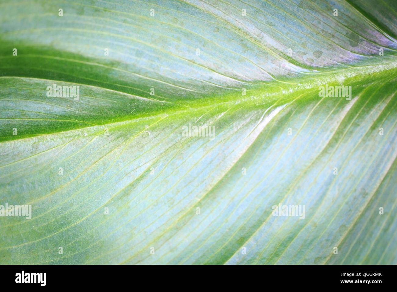 Green tropical calla leaf. Background texture close up of green leaf ...