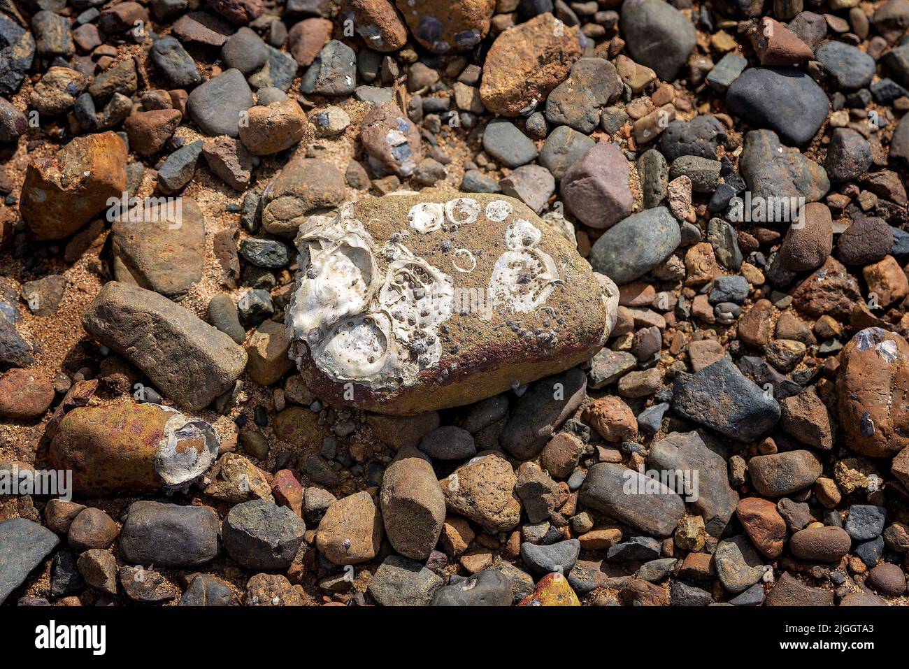 Oyster rock left behind after oyster harvested. Oyster shell shapes ...