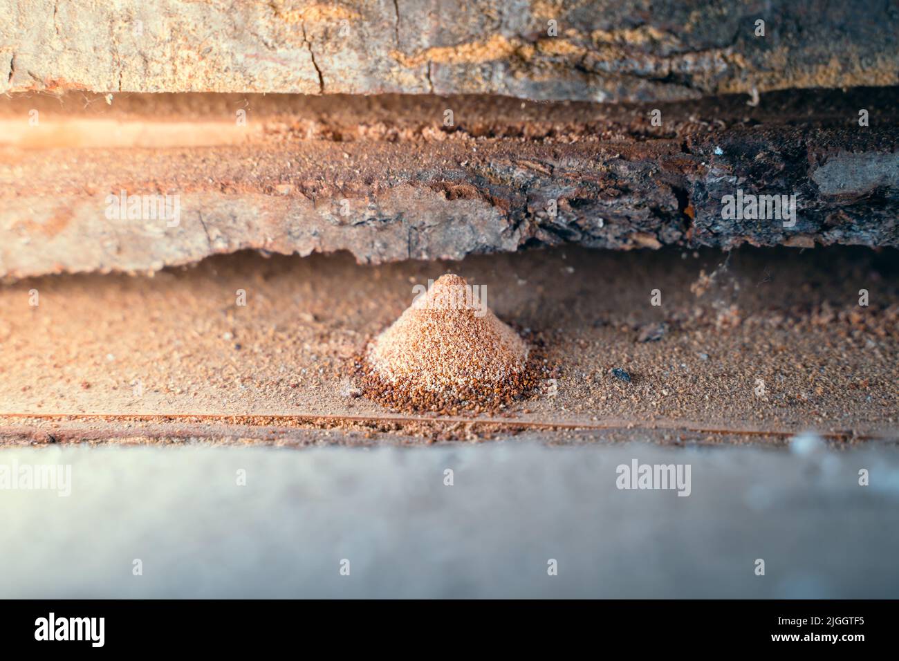 The result of the work of wood pest insects close-up. Wood chips under ...