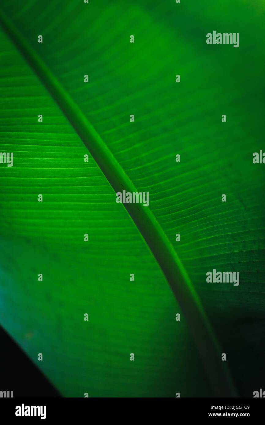 Banana green leaf closeup background use us space for text or image ...