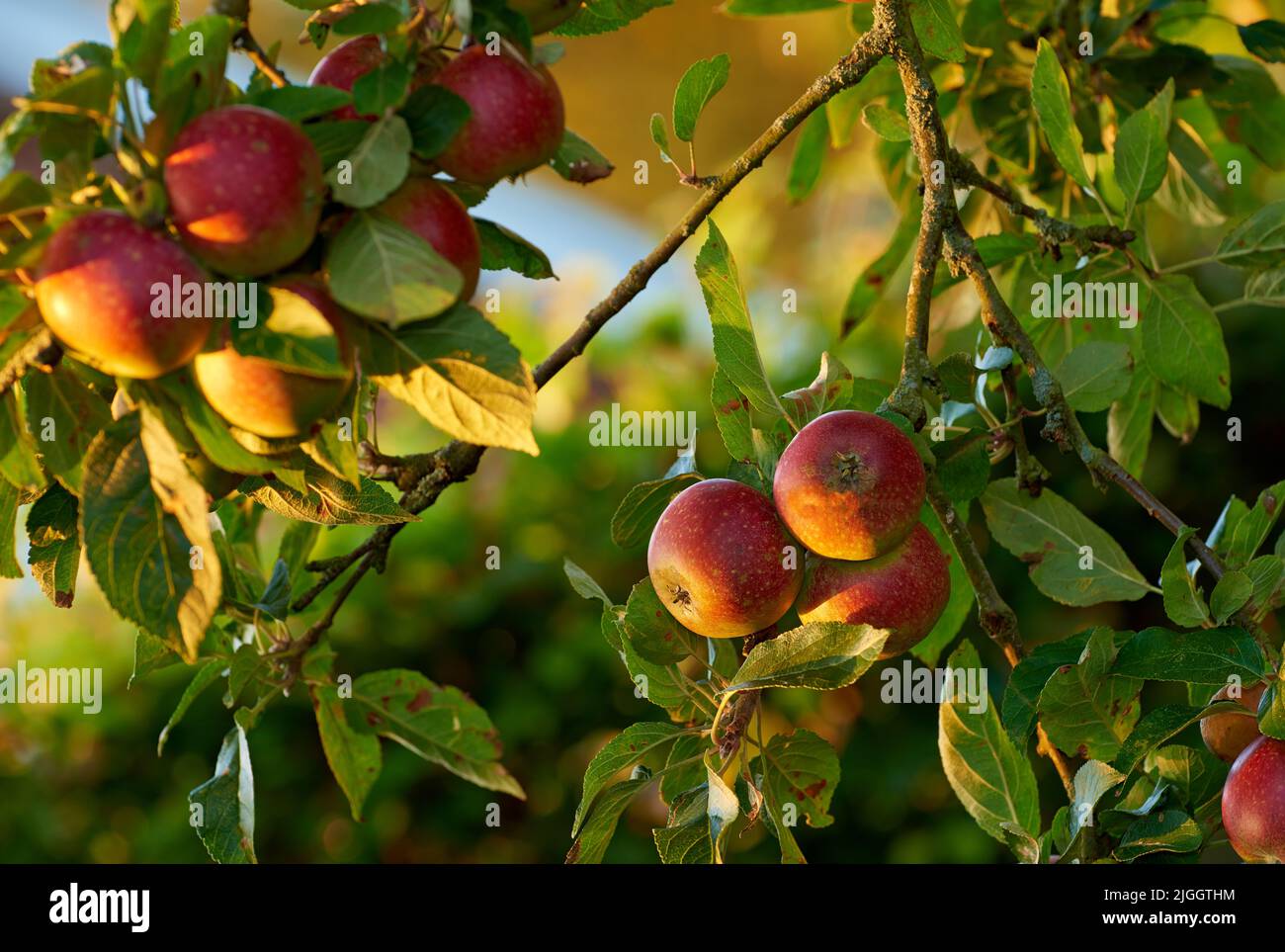 Apples in outdoor setting. A photo of taste and beautiful apples Stock ...