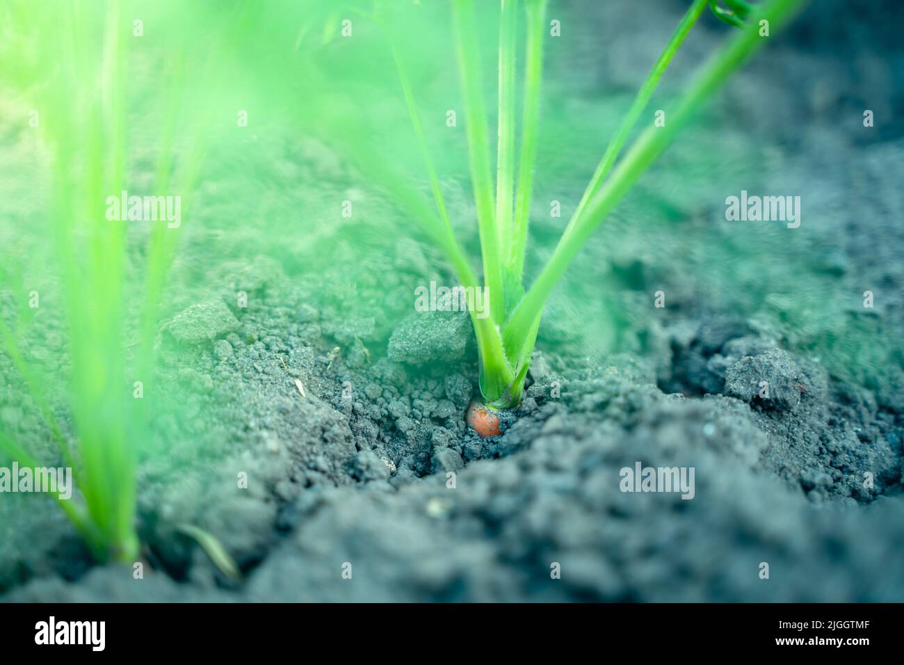 Carrot root crop peeking out close-up from the soil Stock Photo - Alamy