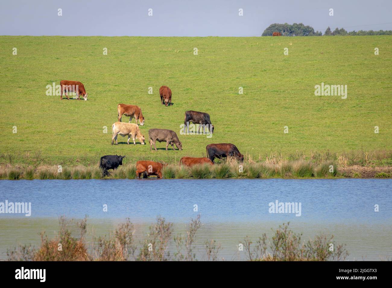 Cows grazing in Rio Grande do Sul pampa, Brazil, border with Uruguay ...