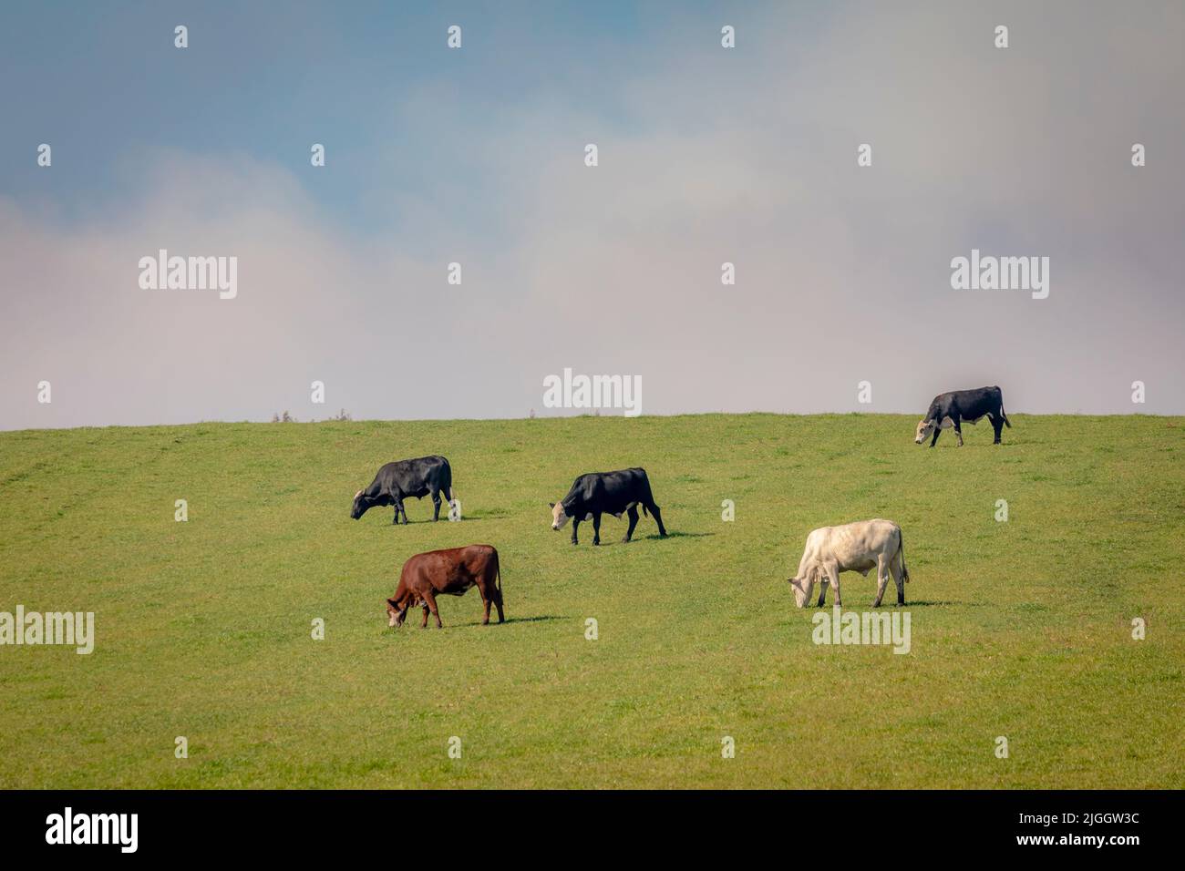 Cows grazing in Rio Grande do Sul pampa, Brazil, border with Uruguay ...