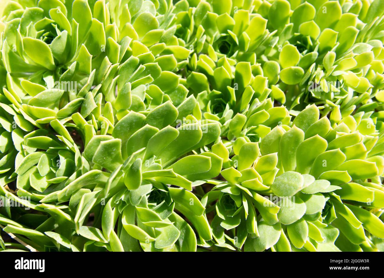 crassulaceae succulent cactus with green leaves. cactaceae background Stock Photo - Alamy