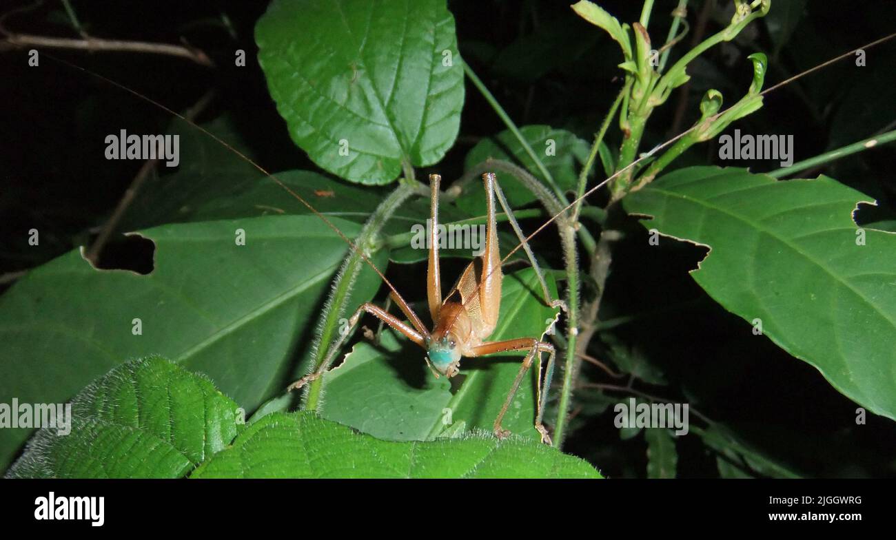blue headed Cricket isolated on a natural green leaf with a black ...