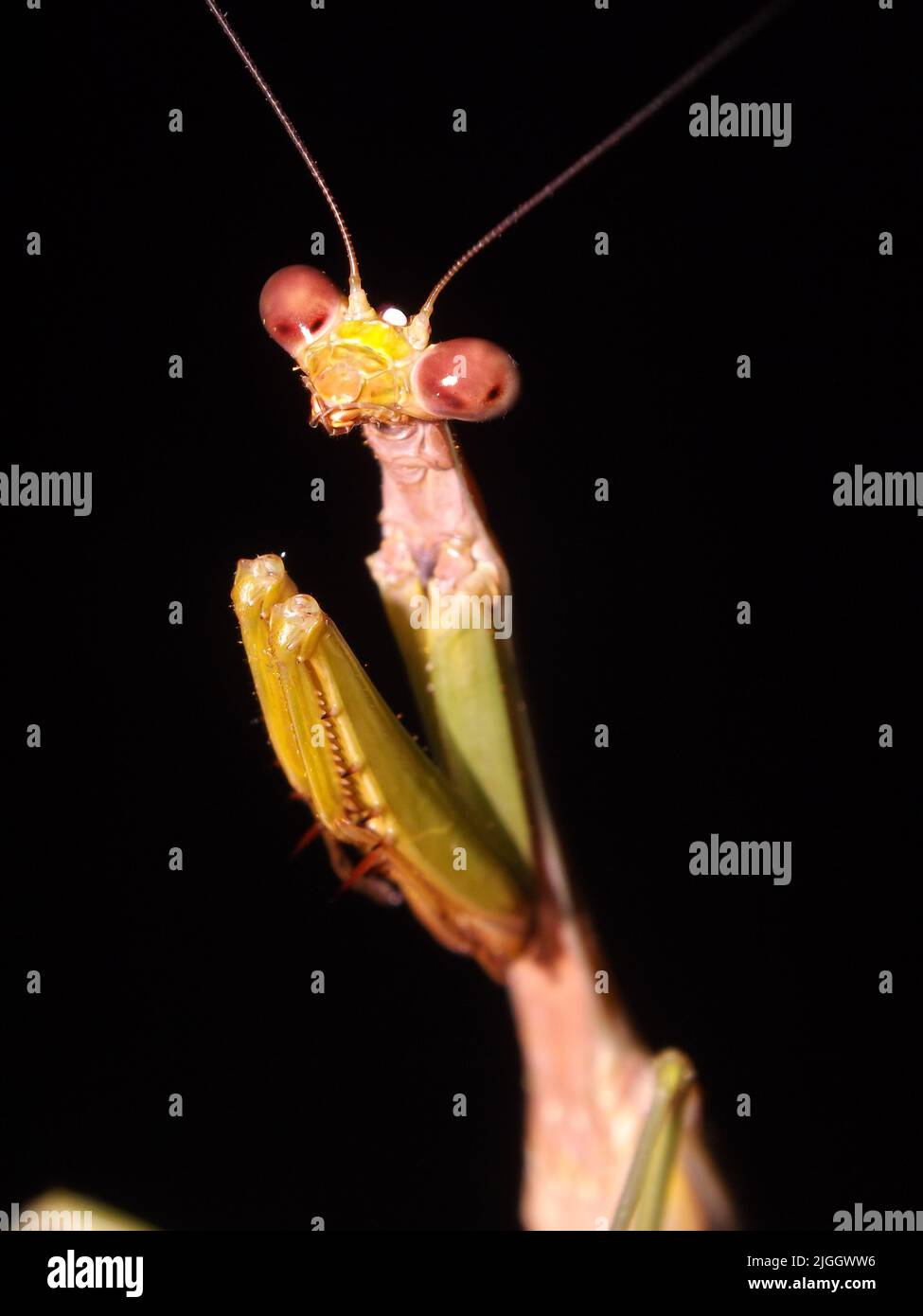 Rainforest species hi-res stock photography and images - Alamy