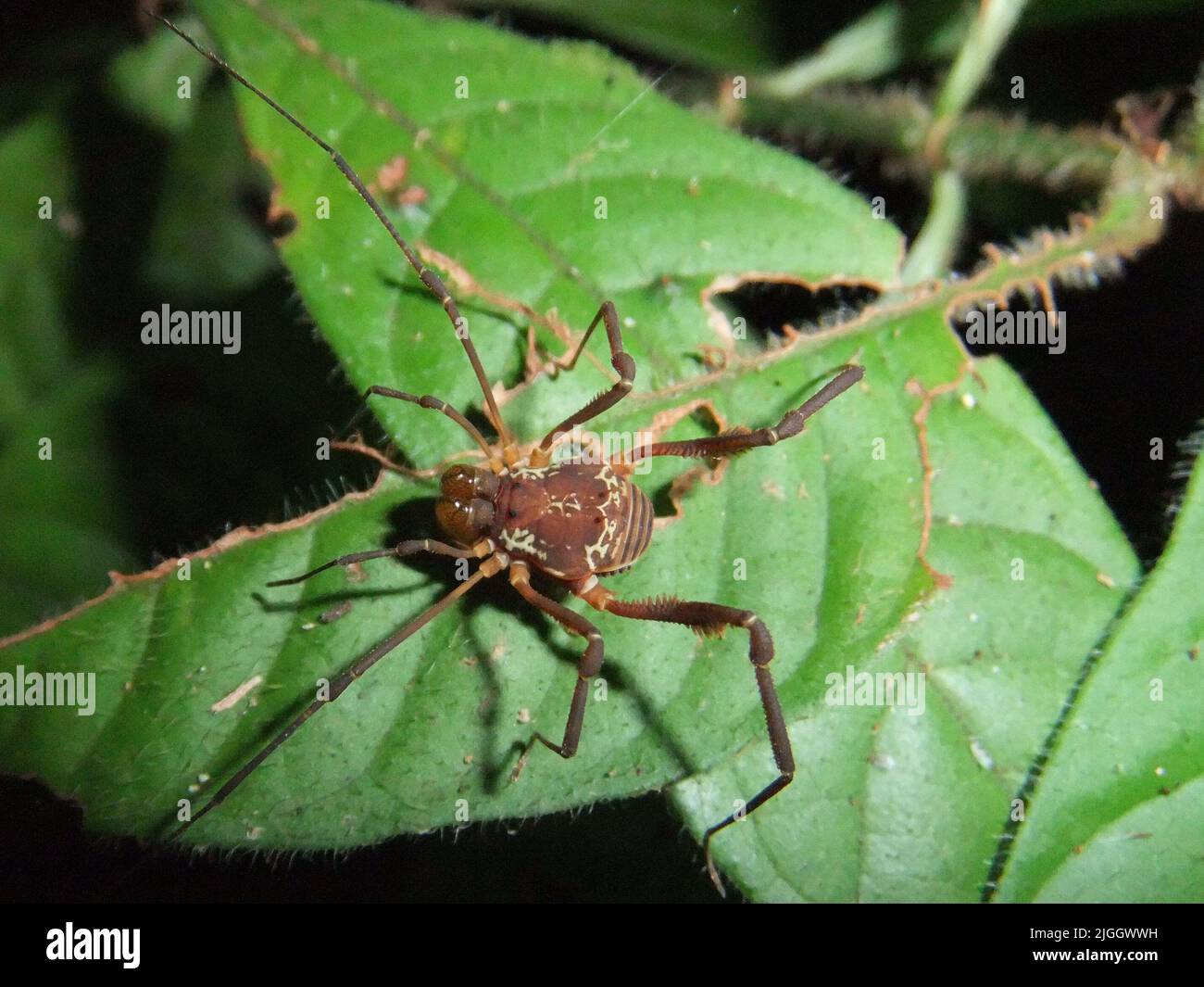 harvestman (order Opiliones) in the jungle of Belize, Central America ...
