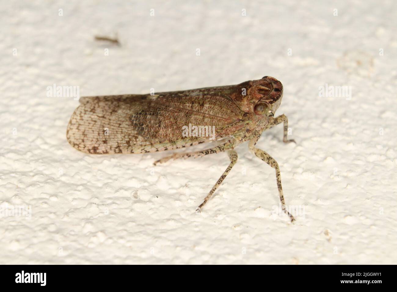 side view of a Leafhopper (family Cicadellidae) isolated on a natural ...