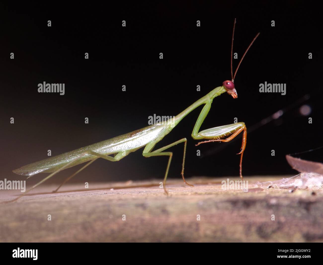 side view of a paying mantis (Callimantis species) isolated on a black ...