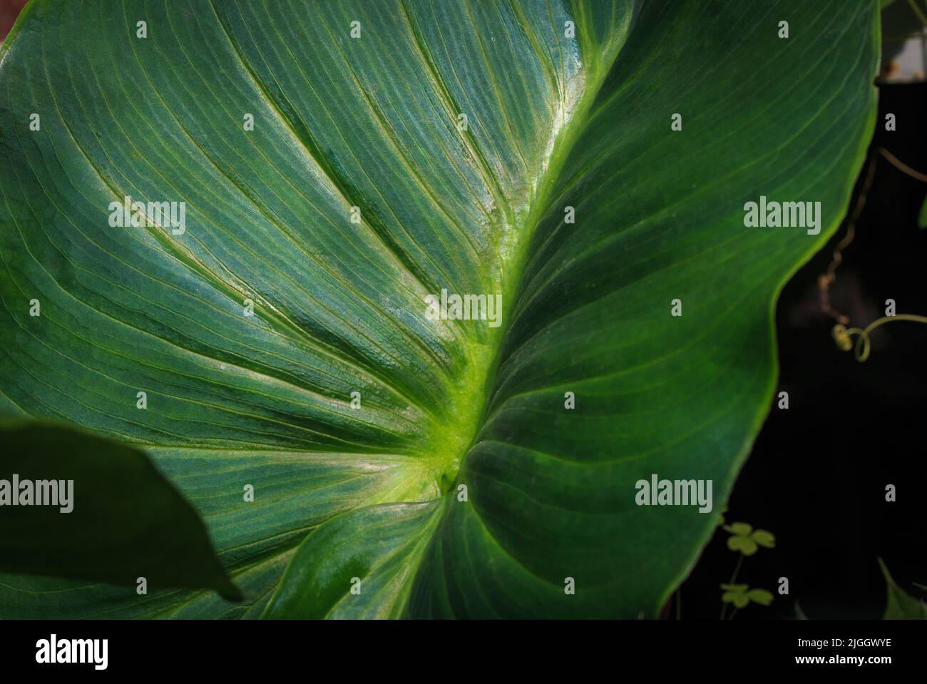 Green tropical calla leaf. Background texture close up of green leaf ...