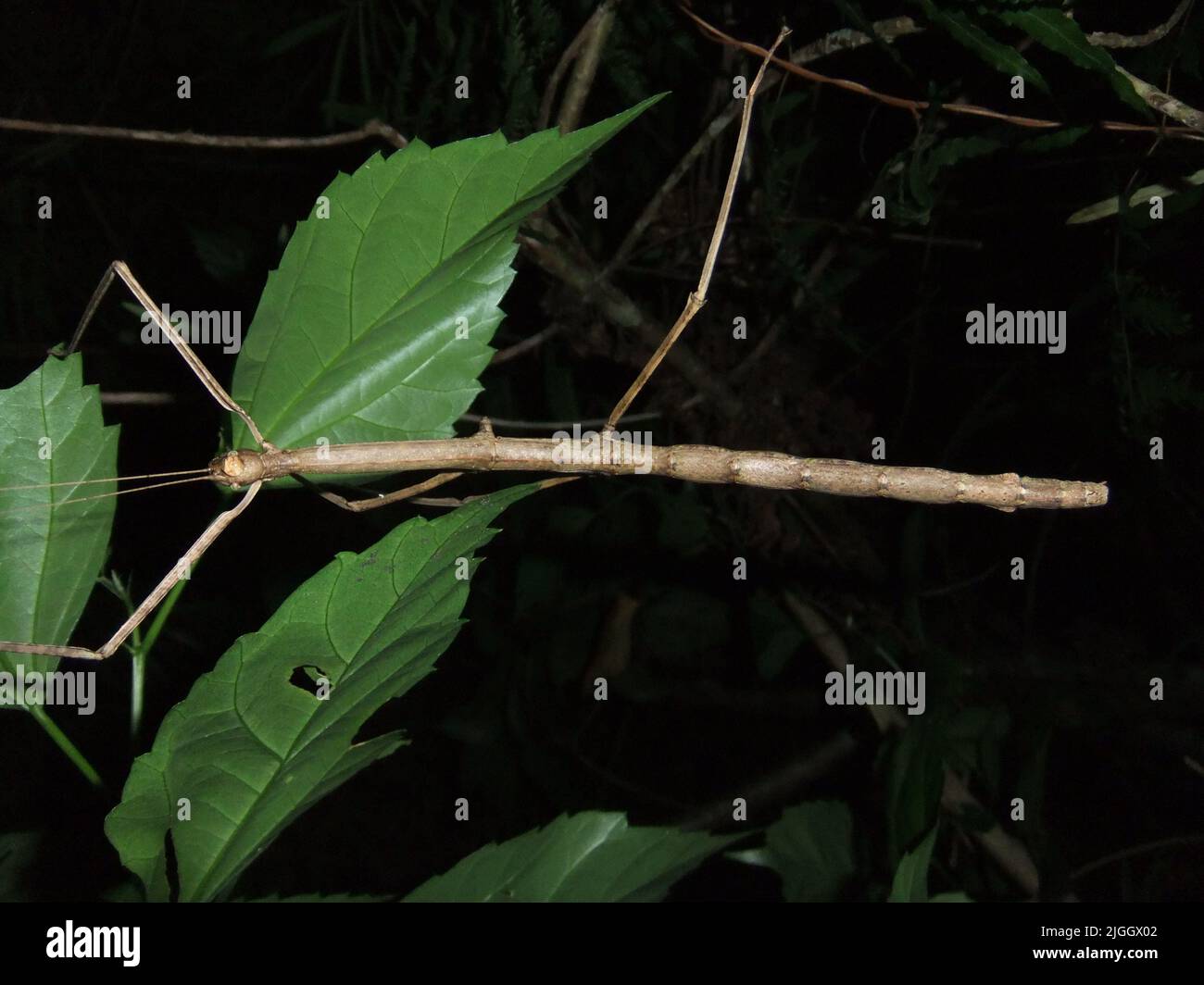 stick insect Phasmid (Order Phasmatodea) isolated on a natural dark ...