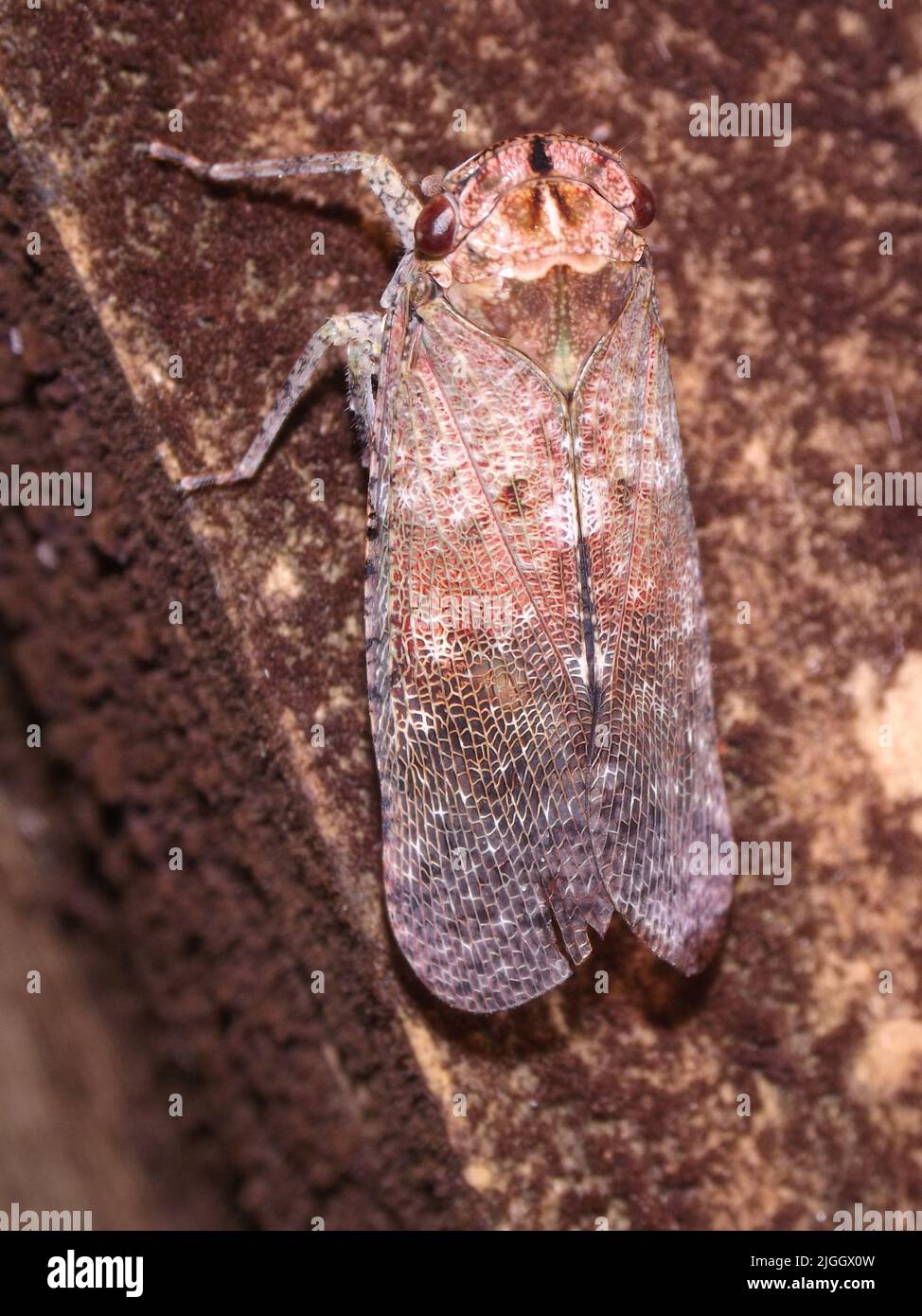 top view of a red eyed Leafhopper (family Cicadellidae) isolated on a ...
