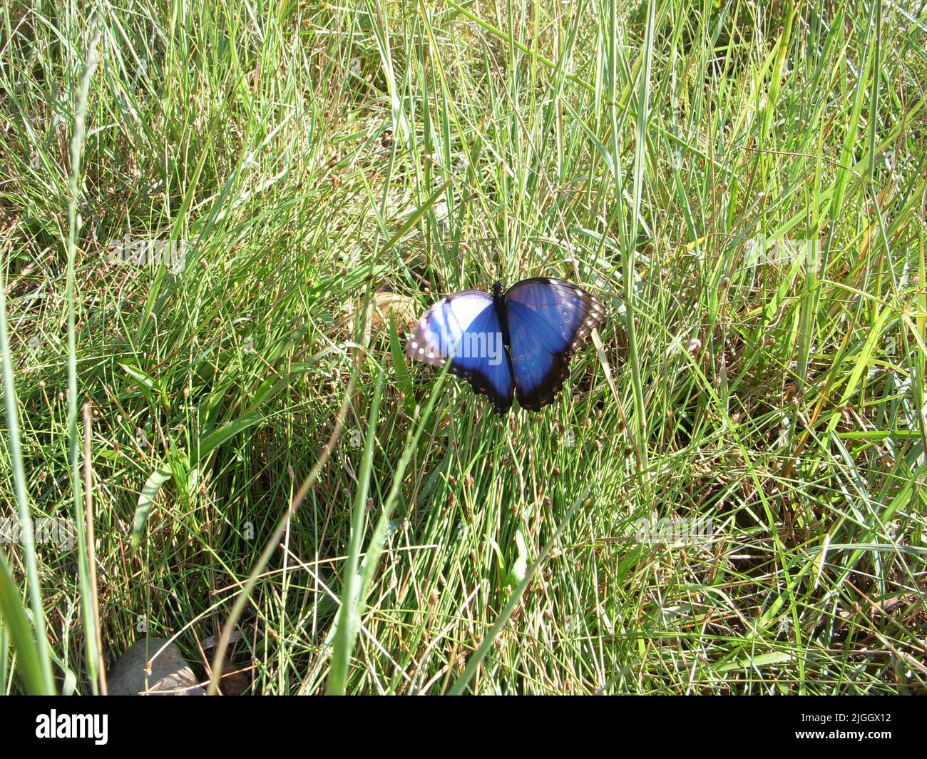 wings open single blue morpho butterfly (Morpho peleides) resting in ...