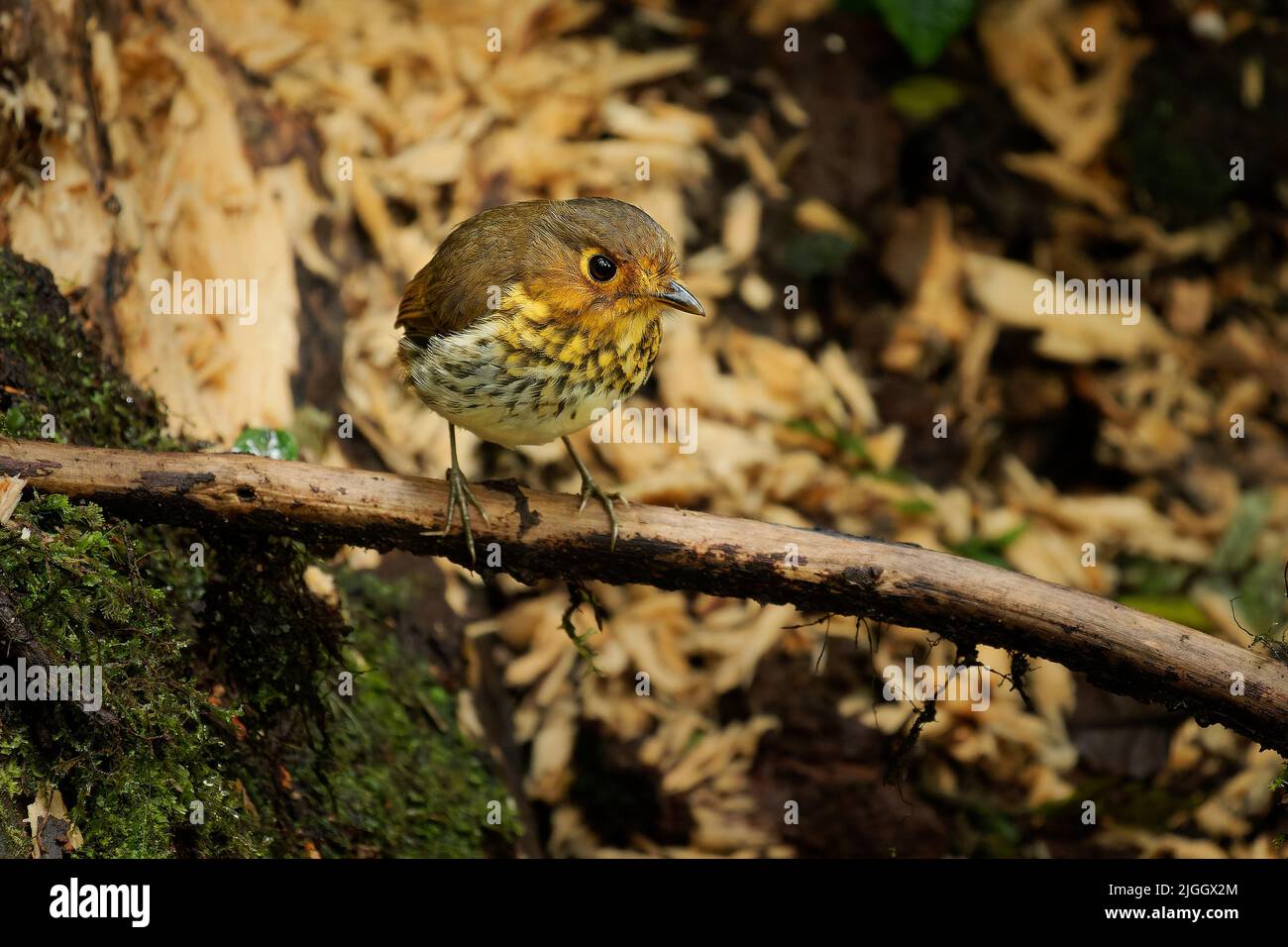 Ochre-breasted Antpitta - Grallaricula flavirostris ground bird in ...
