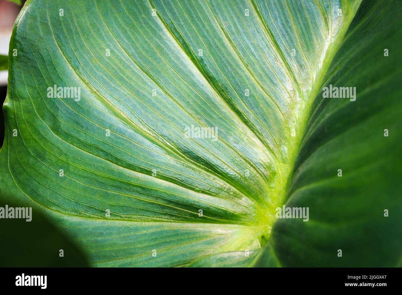 Green tropical calla leaf. Background texture close up of green leaf ...