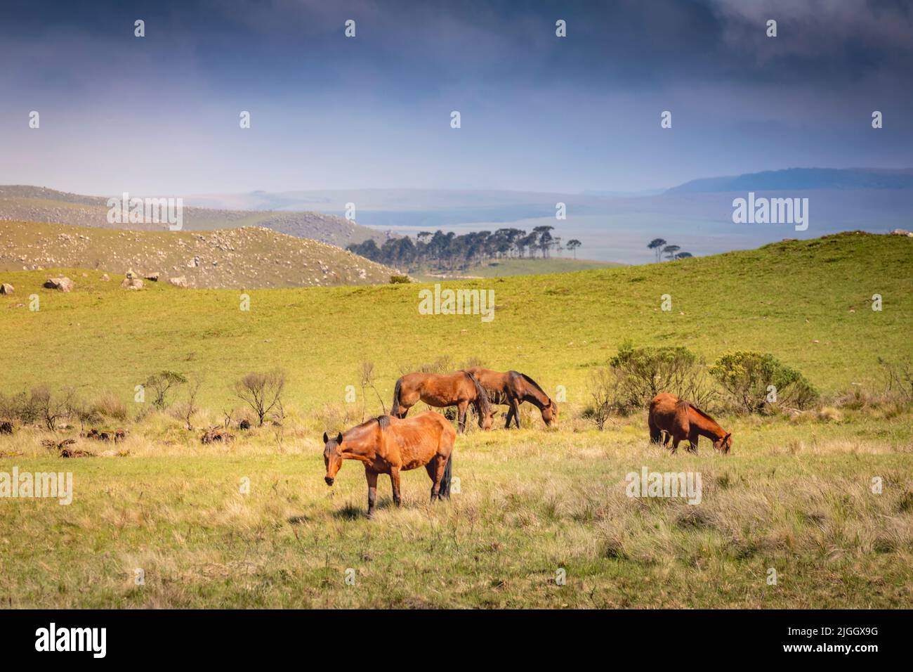 Brazil countryside hi-res stock photography and images - Alamy