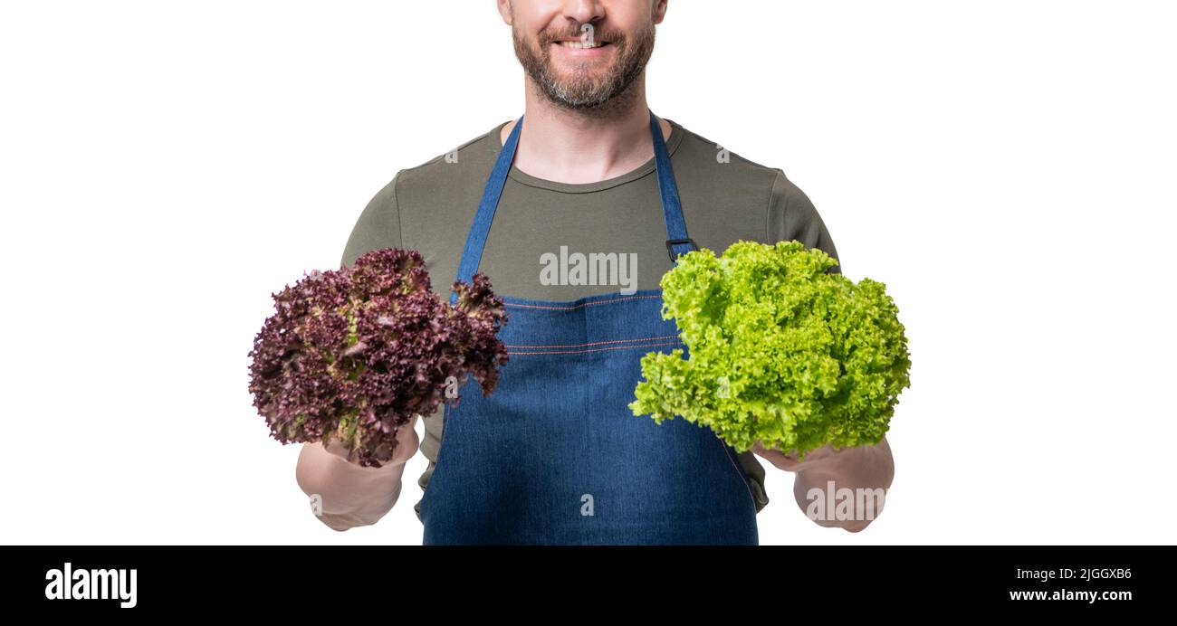 cropped view of man in apron holding lettuce vegetable isolated on ...