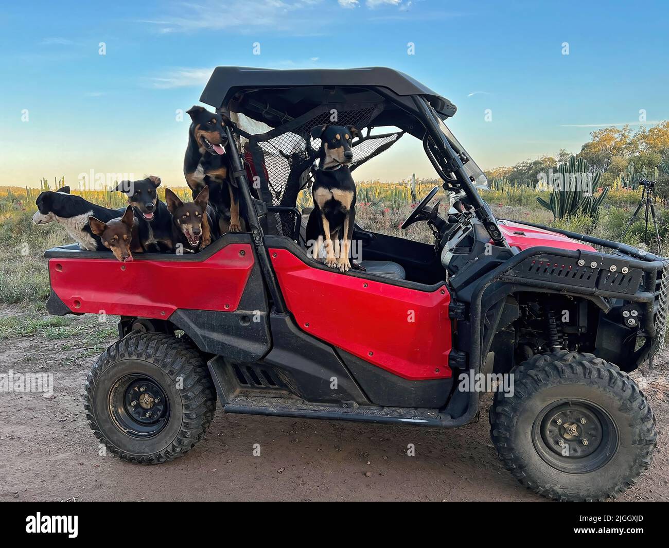 Dogs in back of truck hi-res stock photography and images - Alamy