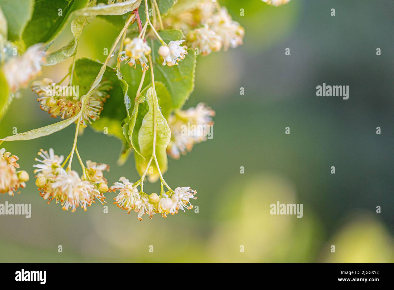Linden yellow blossom of Tilia cordata tree (small-leaved lime, little ...