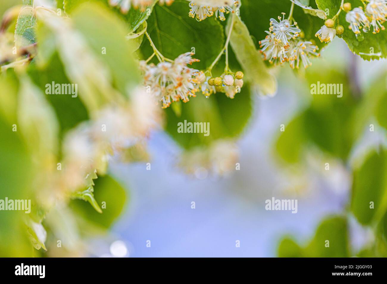 Linden yellow blossom of Tilia cordata tree (small-leaved lime, little ...