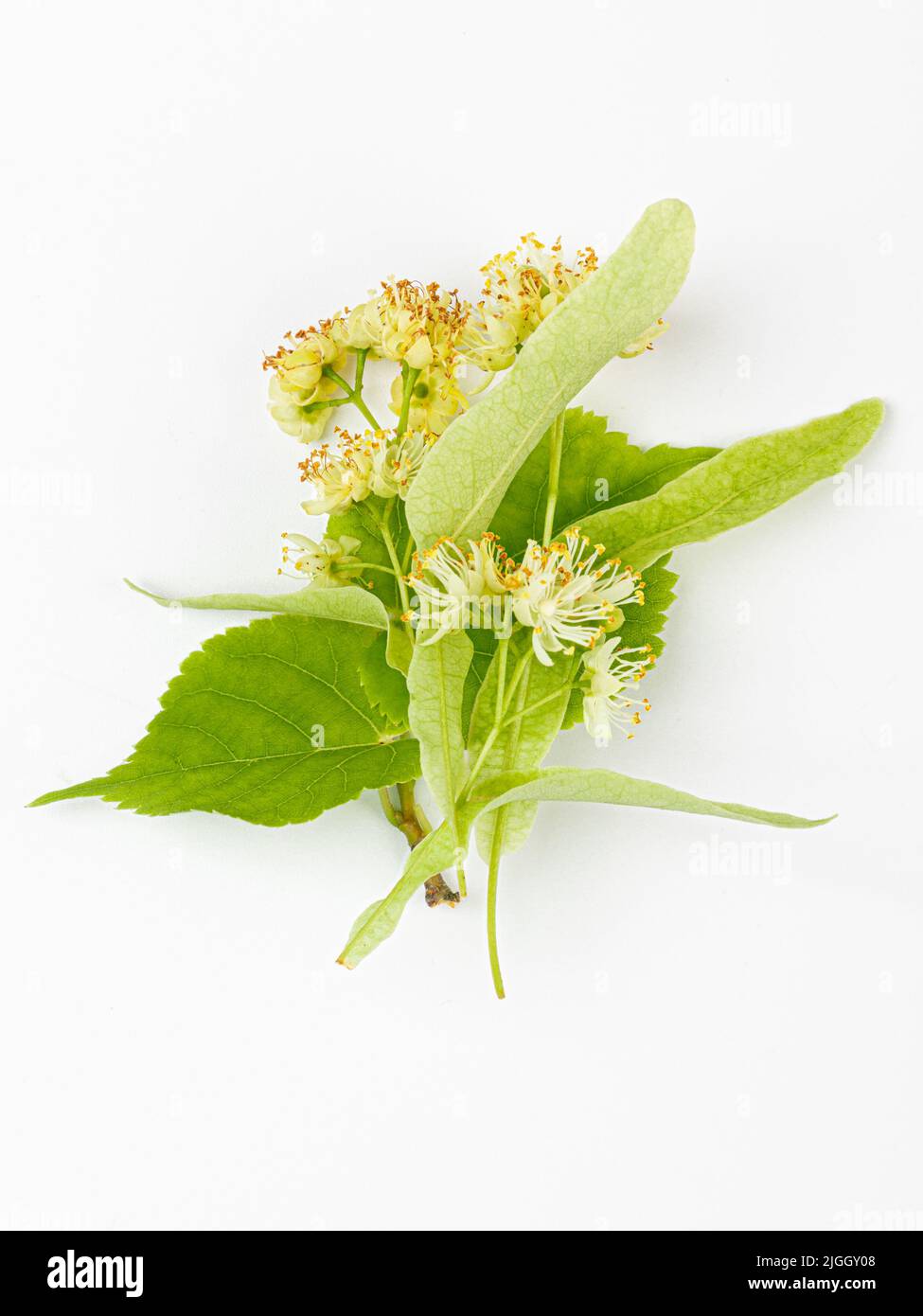 Linden flowers with leaves isolated on a white background, top view ...